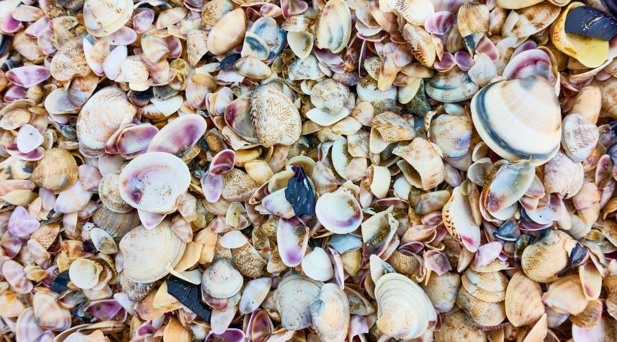 Wat kost isoleren met schelpen? | MyGo